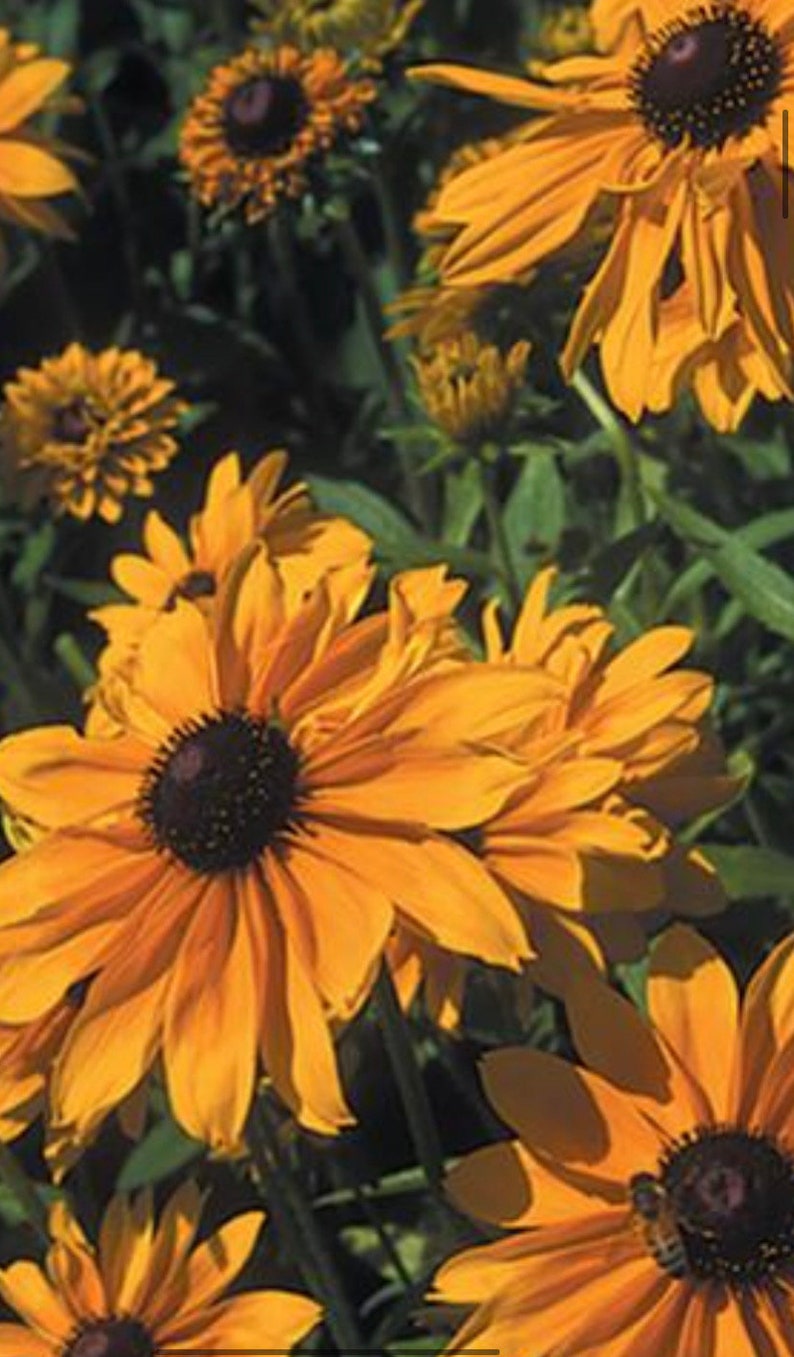 Rudbeckia Goldilocks Flower Seeds Heirloom USA NJ Grower See - Etsy