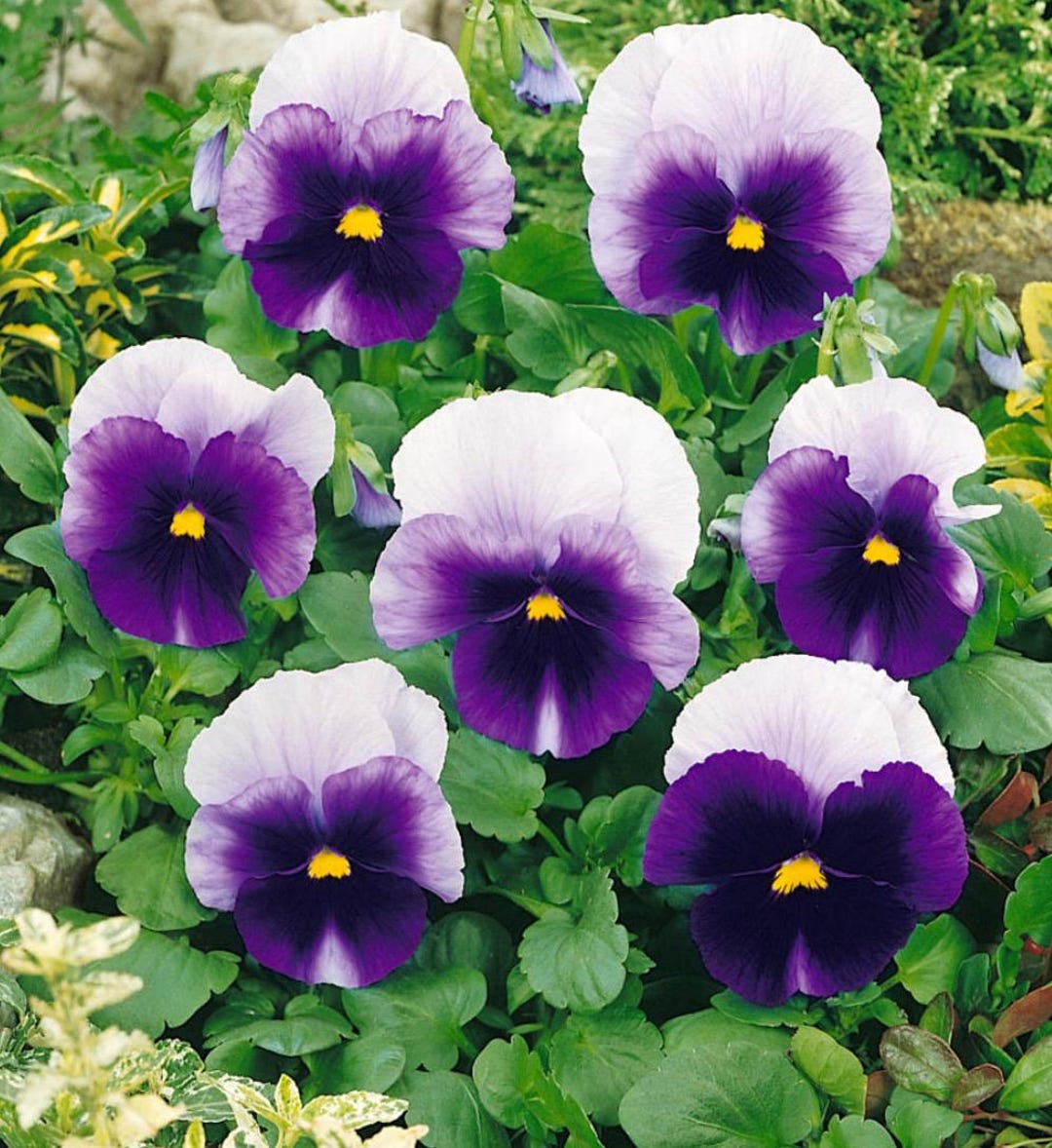 Pansy Beaconsfield Flower Seeds Heirloom USA NJ Seller Check My Store ...