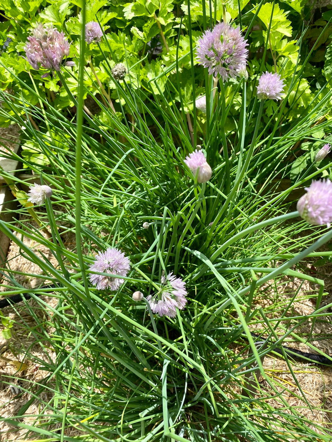Chives Delores Chive Seeds Heirloom Allium NJ Grower Organic Free ...
