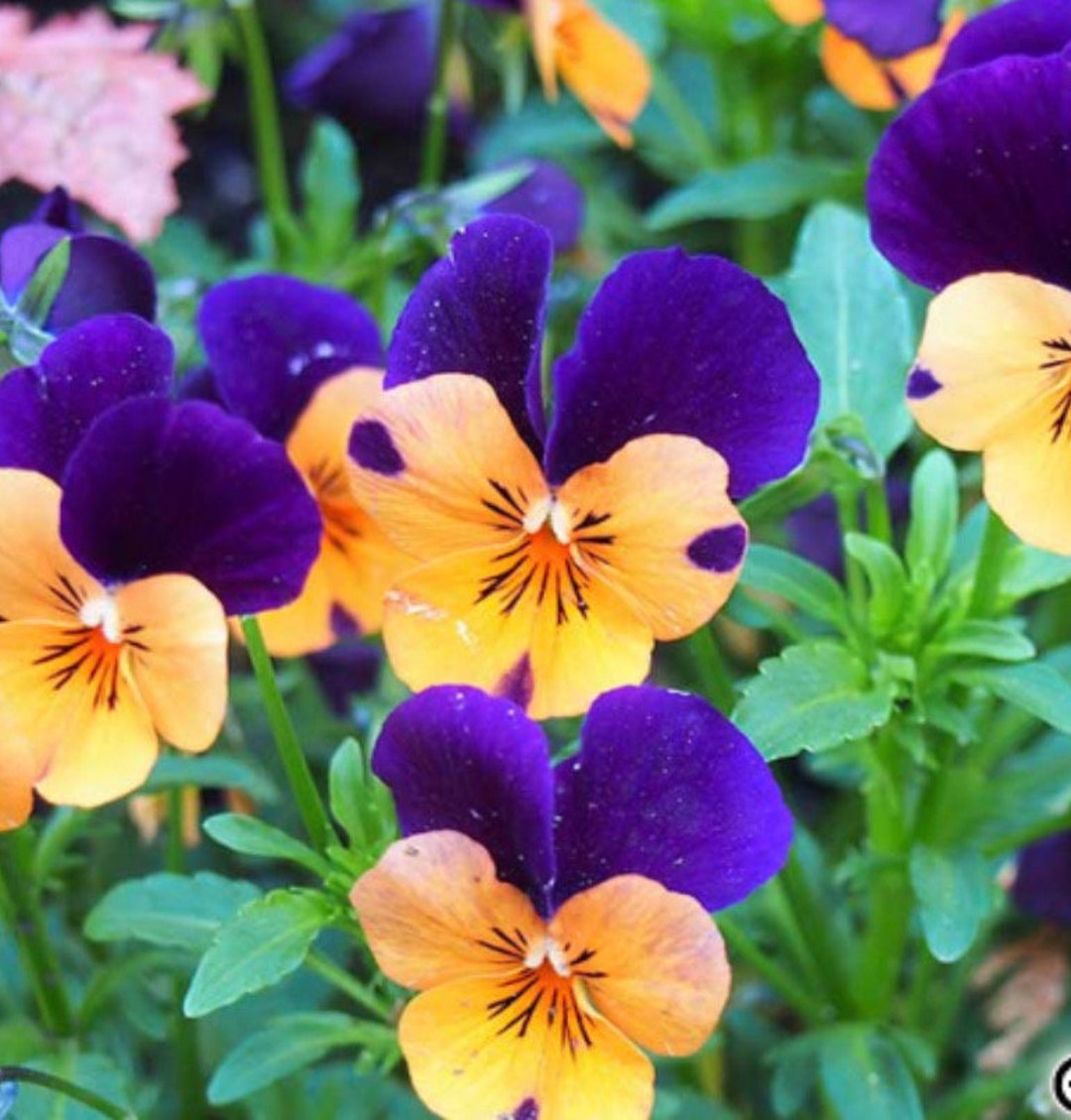 Pansy Helen Mount Viola Johnny Jump up Flower Seeds Heirloom USA NJ ...