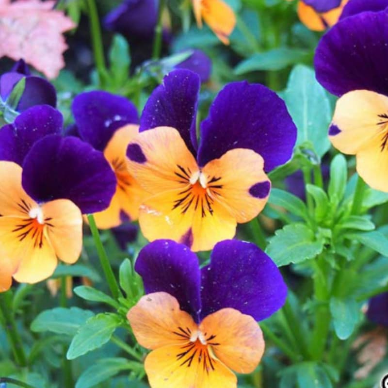 Johnny Jump Up - Etsy