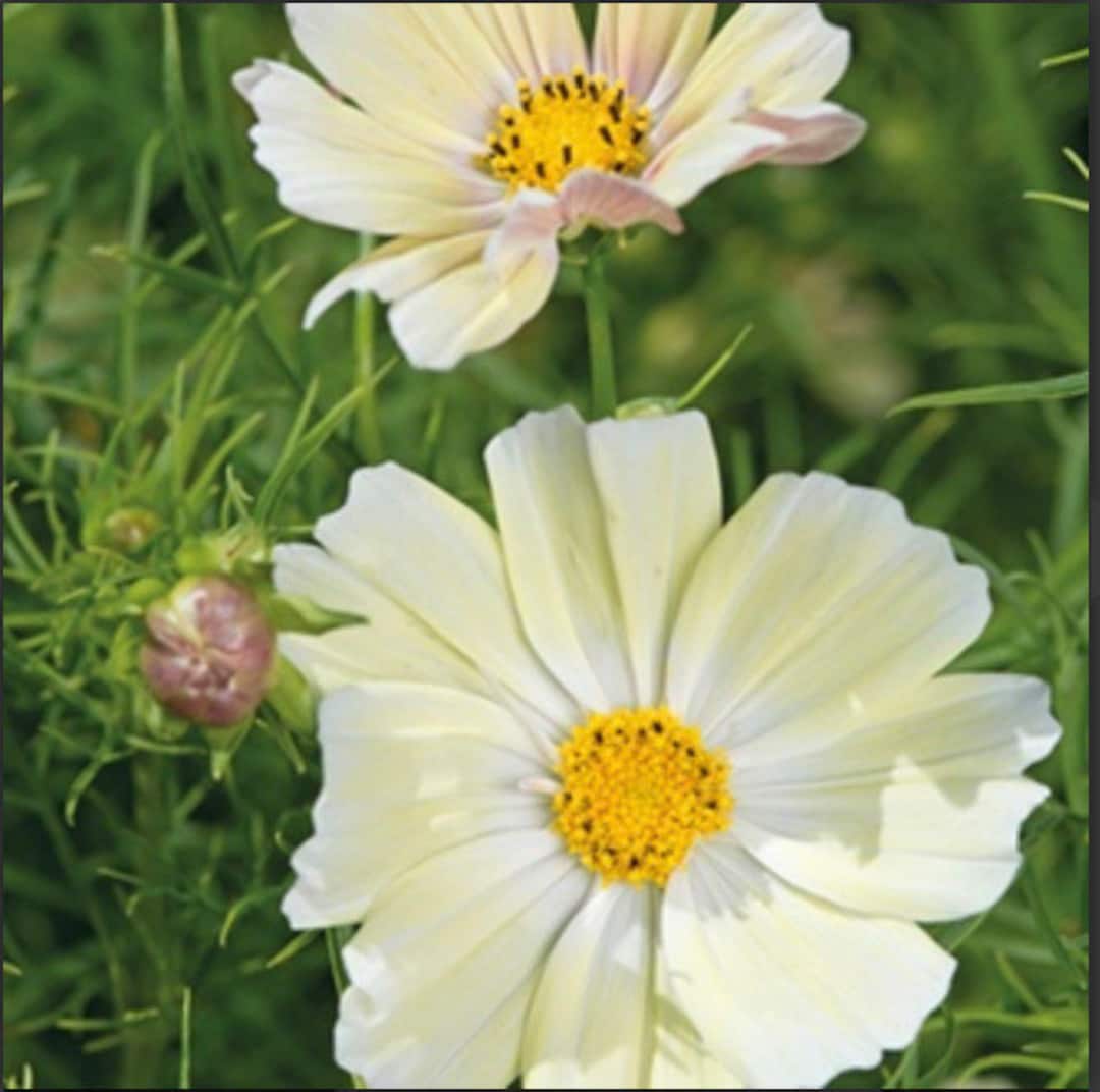 Cosmos Japanese Kiiro Mix Seeds Heirloom Njgrower Free Shipping - Etsy