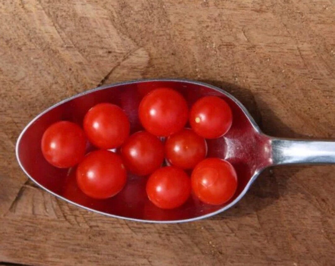 Spoon Tomato Worlds Smalles Tomato Heirloom Seeds …. USA NJ Grower ...