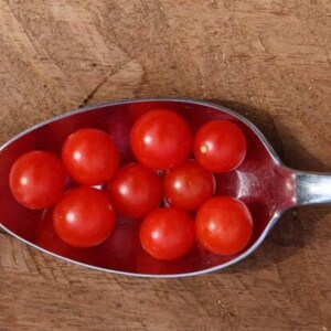 Spoon Tomato Worlds Smalles Tomato Heirloom Seeds …. USA NJ Grower ...
