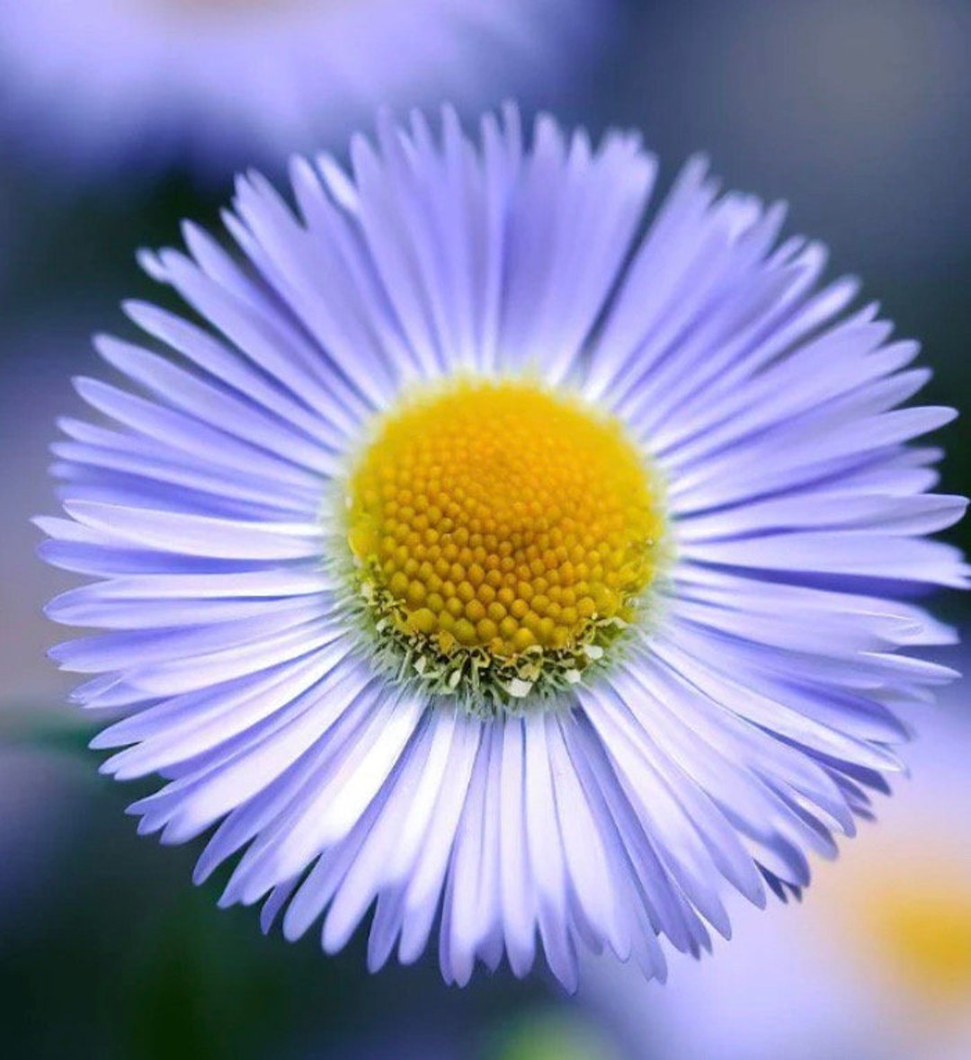 Daisy Fleabane Flower Seeds Heirloom USA NJ Grower See My Store for ...