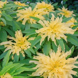 Amaranthus Tricolor Yellow Flower Seeds Joseph Coat Free Shipping ...