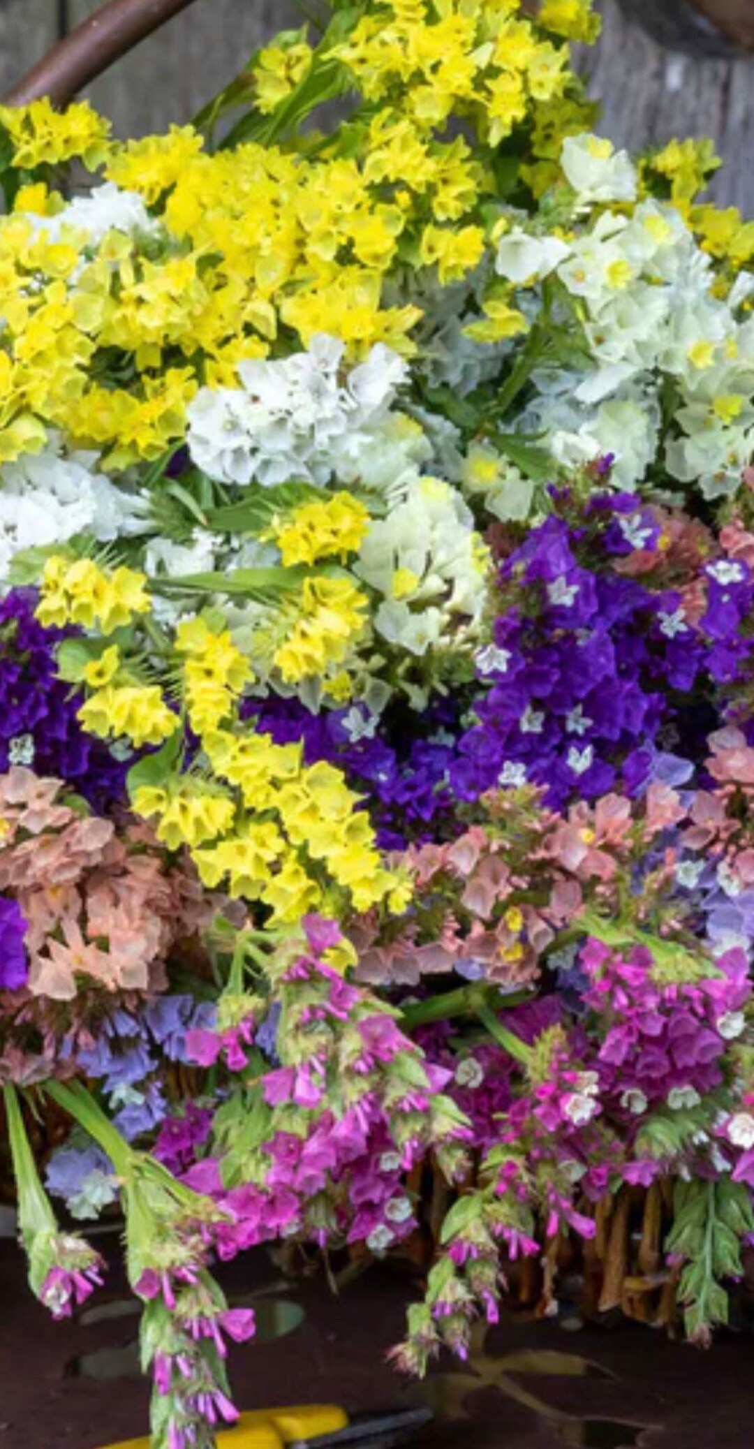 Statice Pacific Strain Mix Flower Seeds Heirloom USA Corn Cockle Check ...