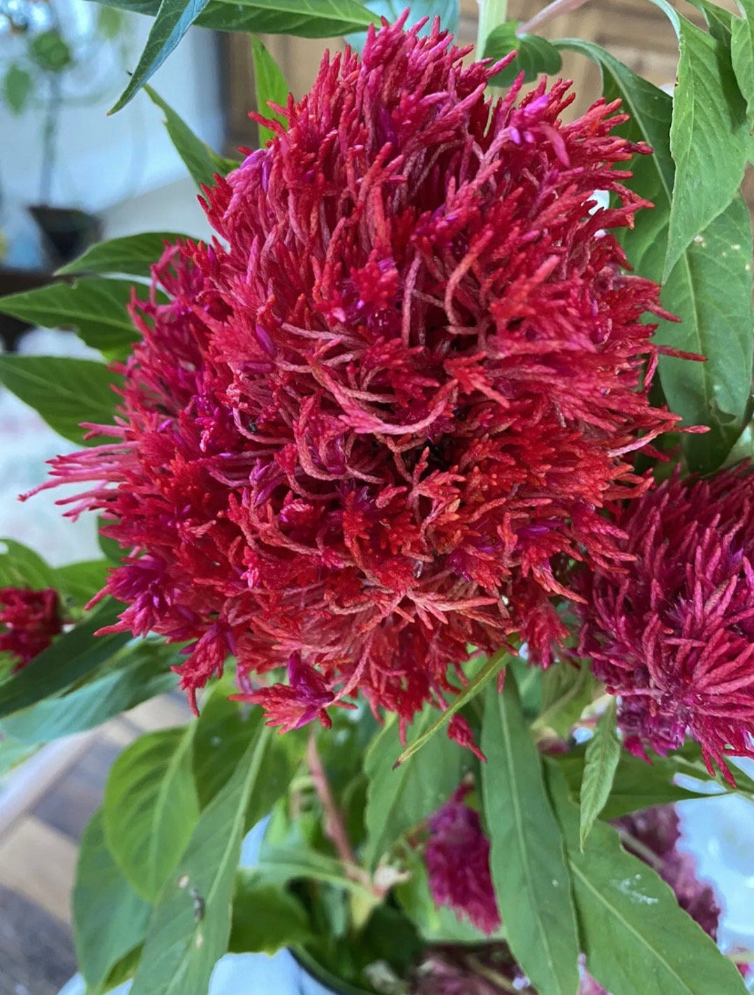 Celosia Chinese Wool Flower Celoisa Seeds Heirloom NJ Grower Free ...