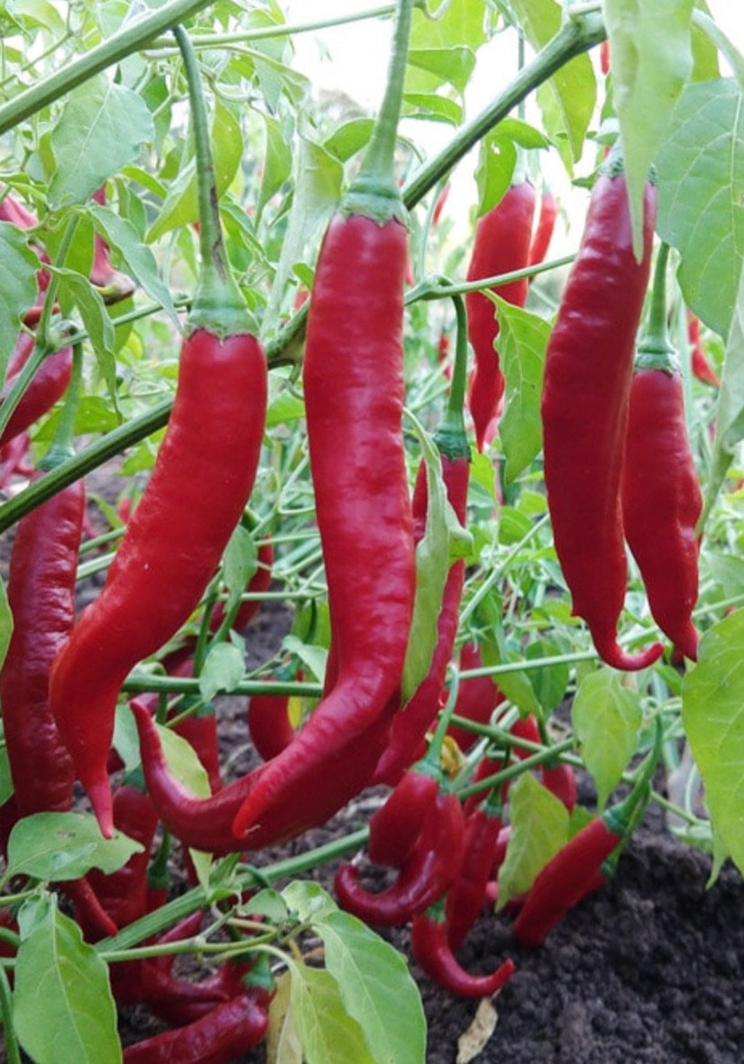 Aji Colorado Pepper Seeds USA NJ Grower Heirloom Organic NJ Seller Free ...