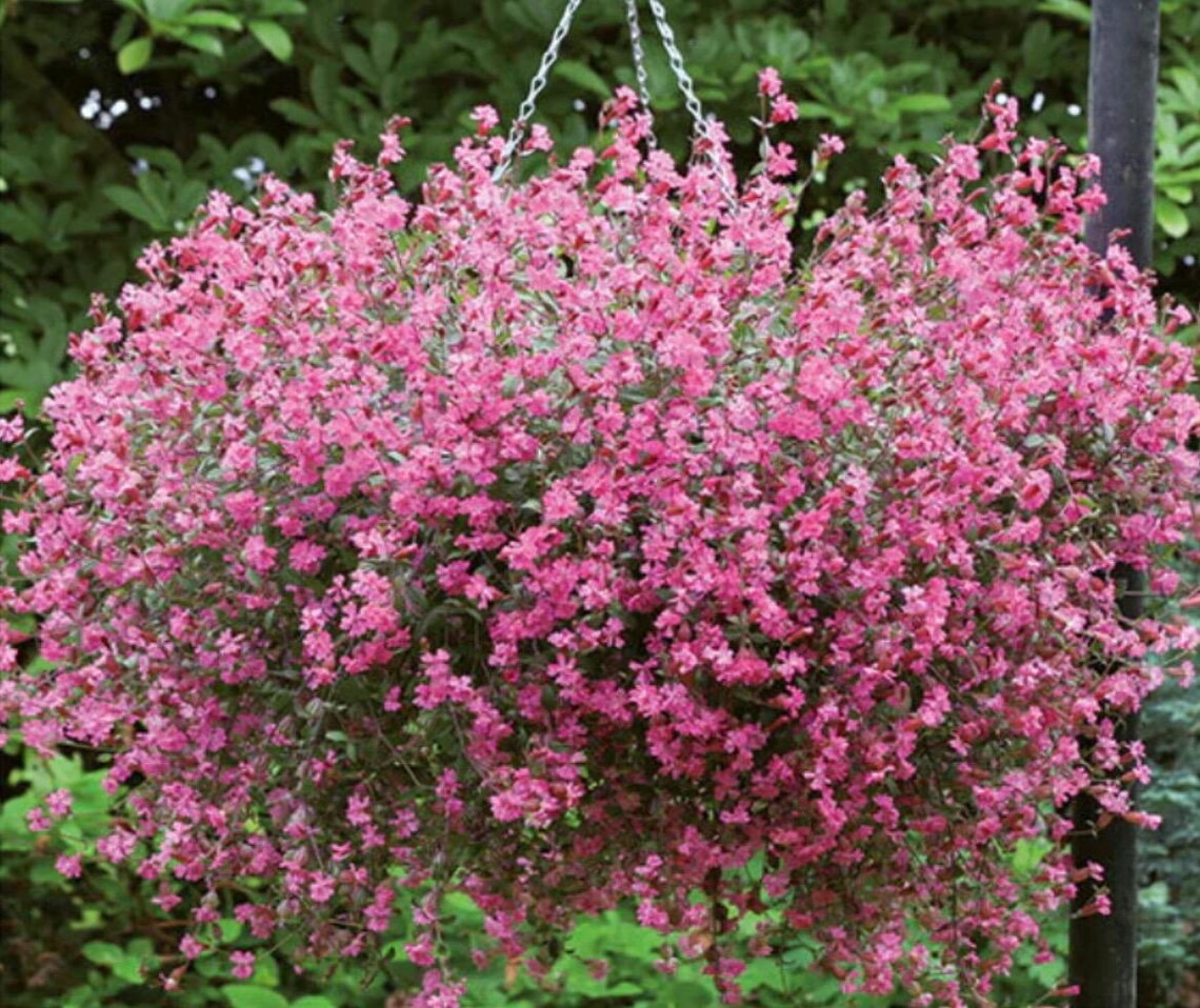 Nodding Catchfly Triumph Flower Seeds Heirloom Free Shippingusa NJ ...