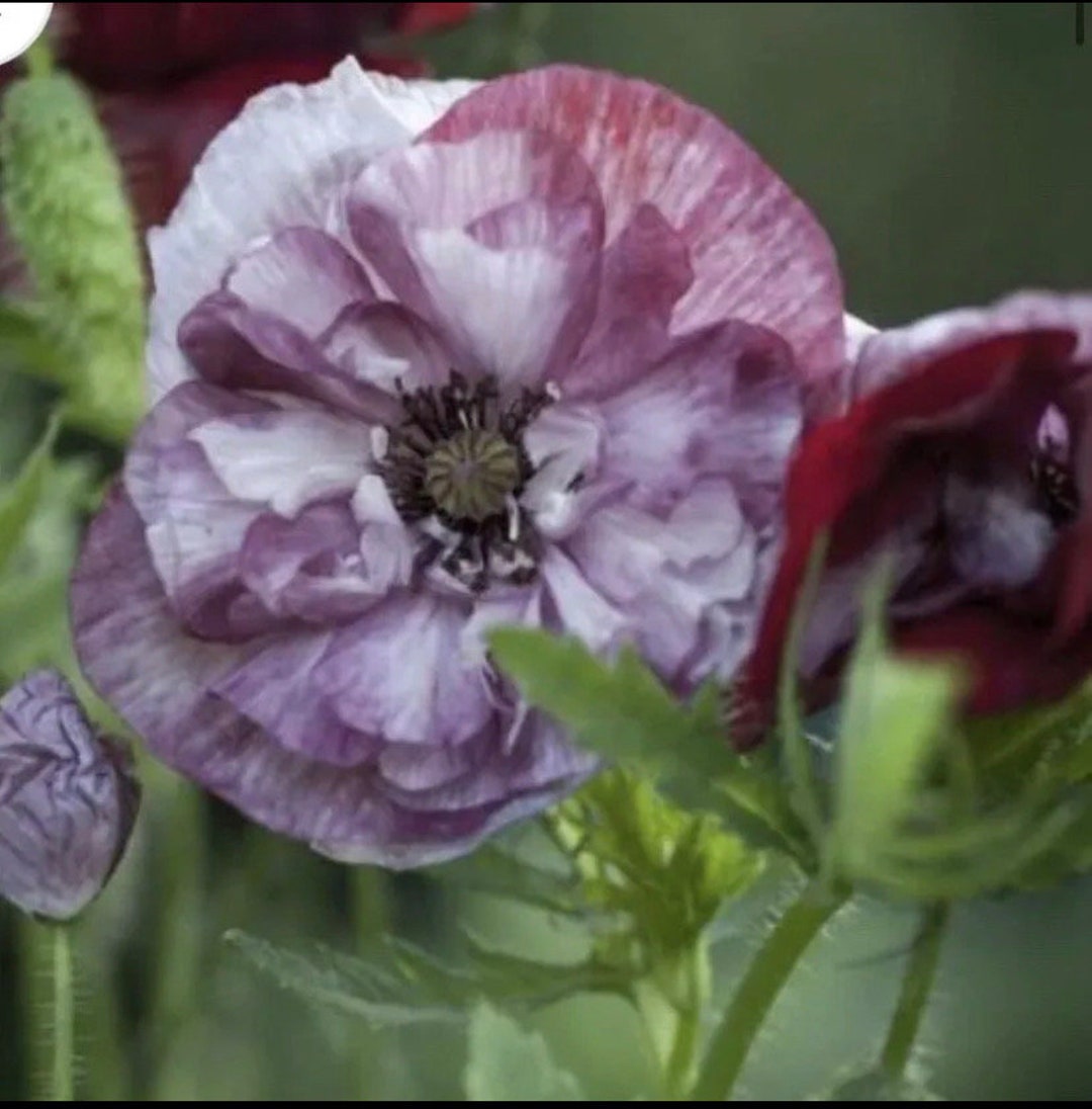 Poppy Pandor Flower Seeds Heirloom USA NJ Seller Check My Store for the ...