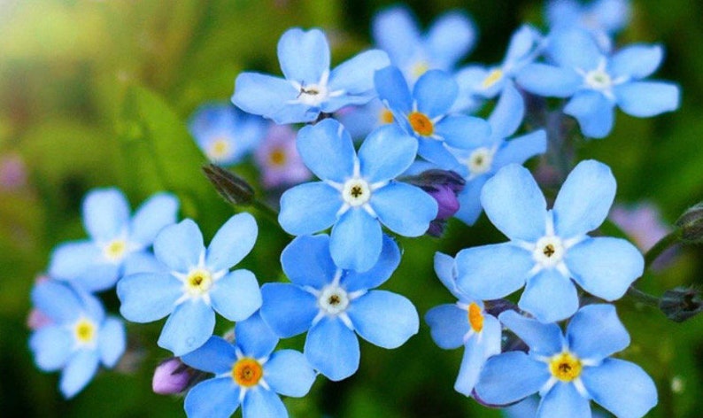 Forget Me Not Indigo Blue Seeds Heirloom USA NJ Grower See My Store for ...