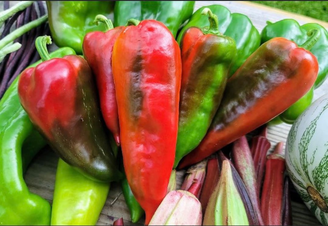 Ajvarski Pepper Seeds USA NJ Grower Heirloom Organic NJ Grower Free ...