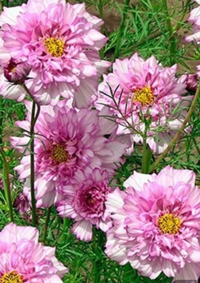 Cosmos Double Dutch Rose Cosmo Flower Seeds Heirloom NJ Grower Free ...