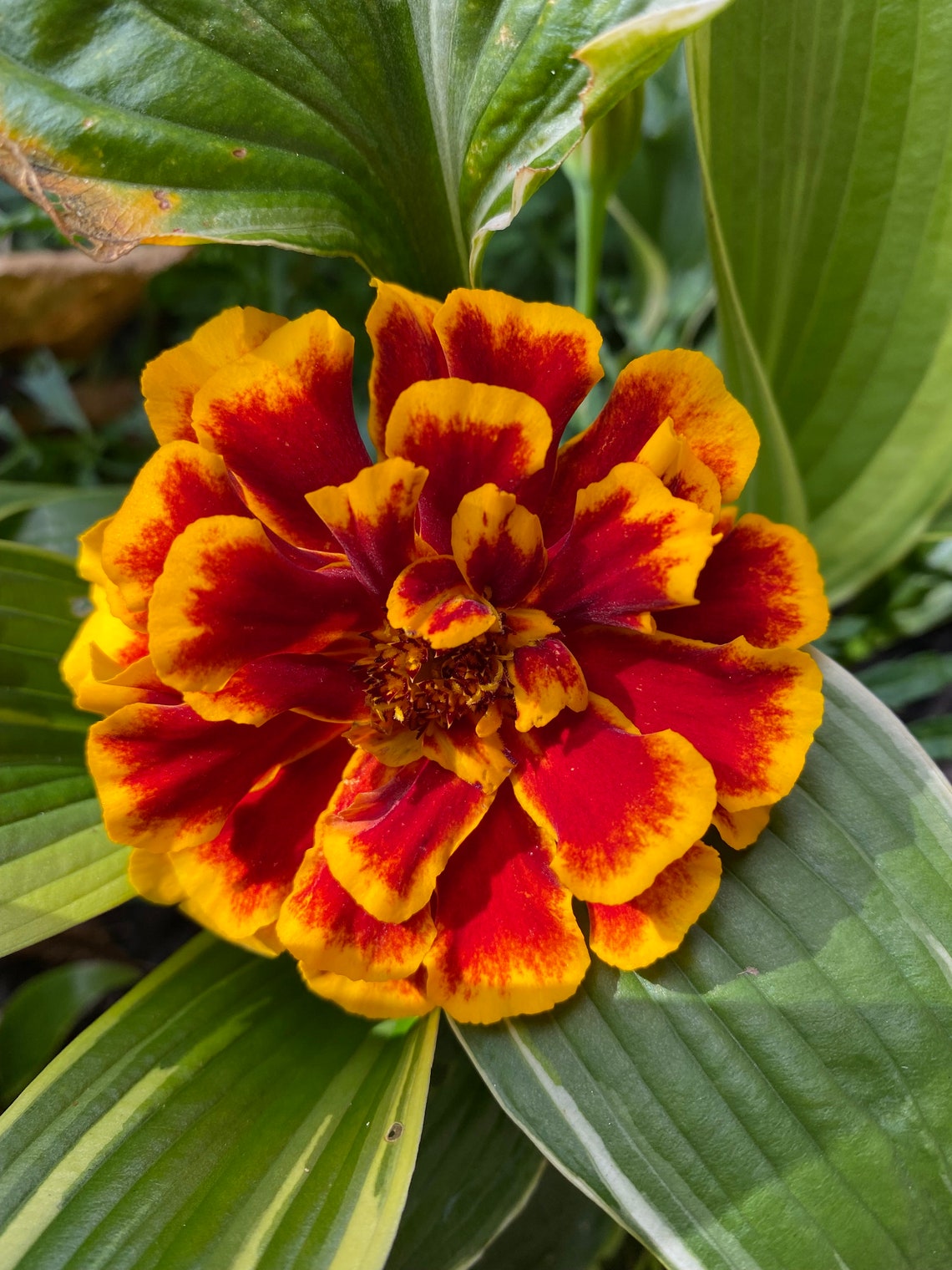 Marigold Colosseum Red Gold Bicolor Marigold Seeds USA Heirloom Check ...