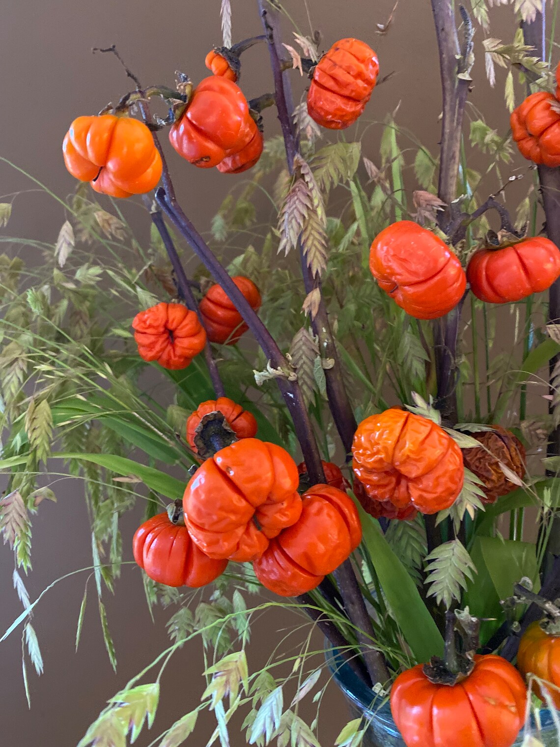 Pumpkin on A Stick Seeds Ornamental Pumpkin Eggplant Tree Heirloom USA ...
