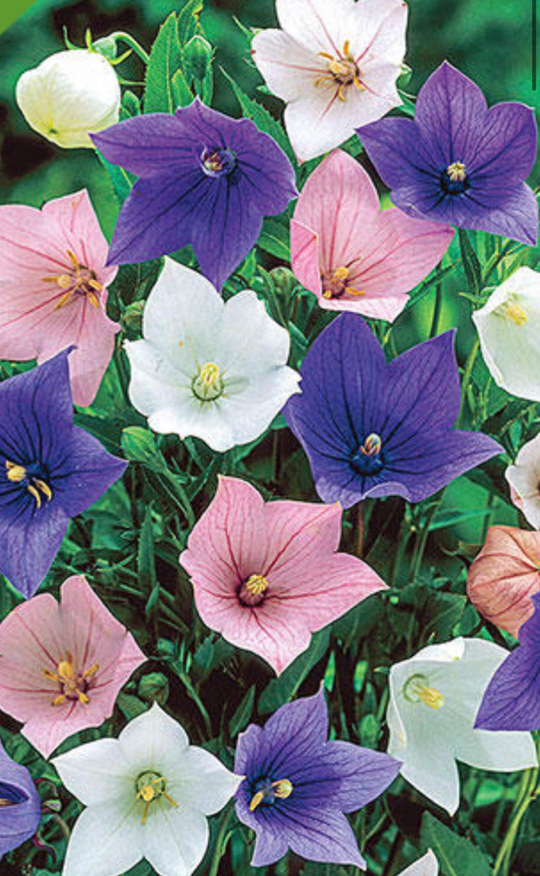 Balloon Flower Platycodon Mix Seeds Heirloom Organic USA NJ Grower Free ...