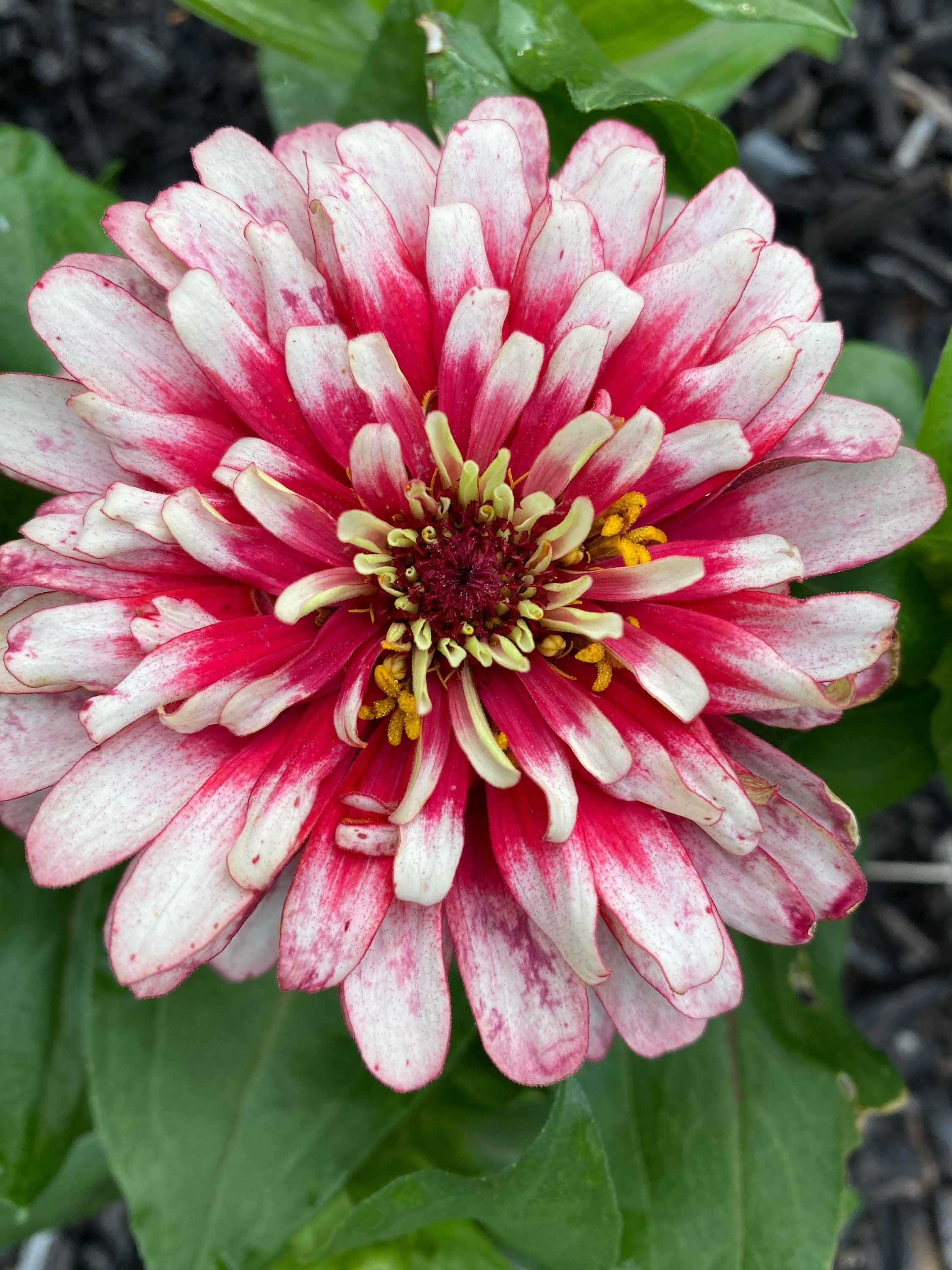Zinnia Swizzle Mix Zinnia Flower Seeds Heirloom USA NJ Grower See My ...