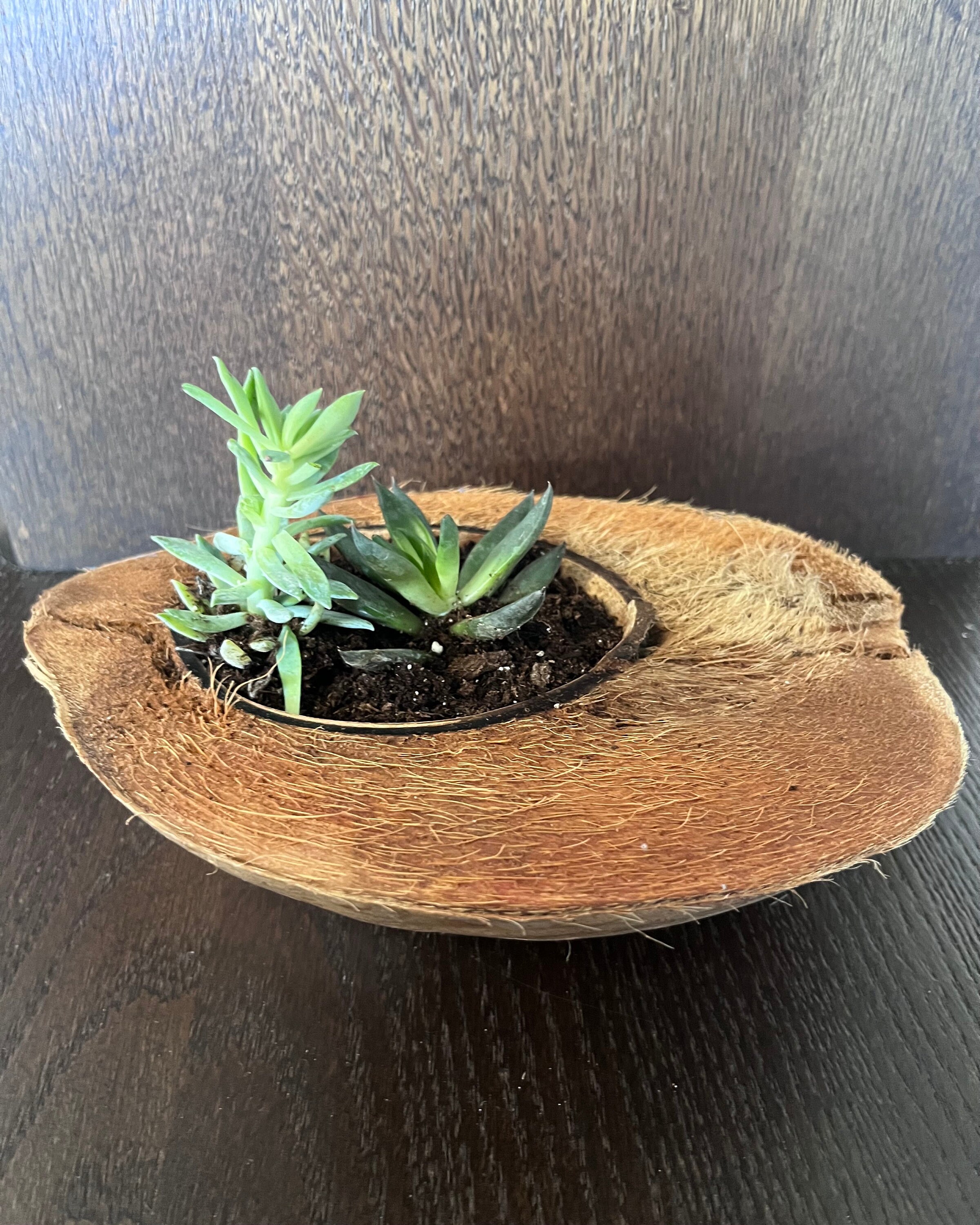 Real Coconut Shell or Coconut Bowl Only Boho Home Decor Party Gift ...