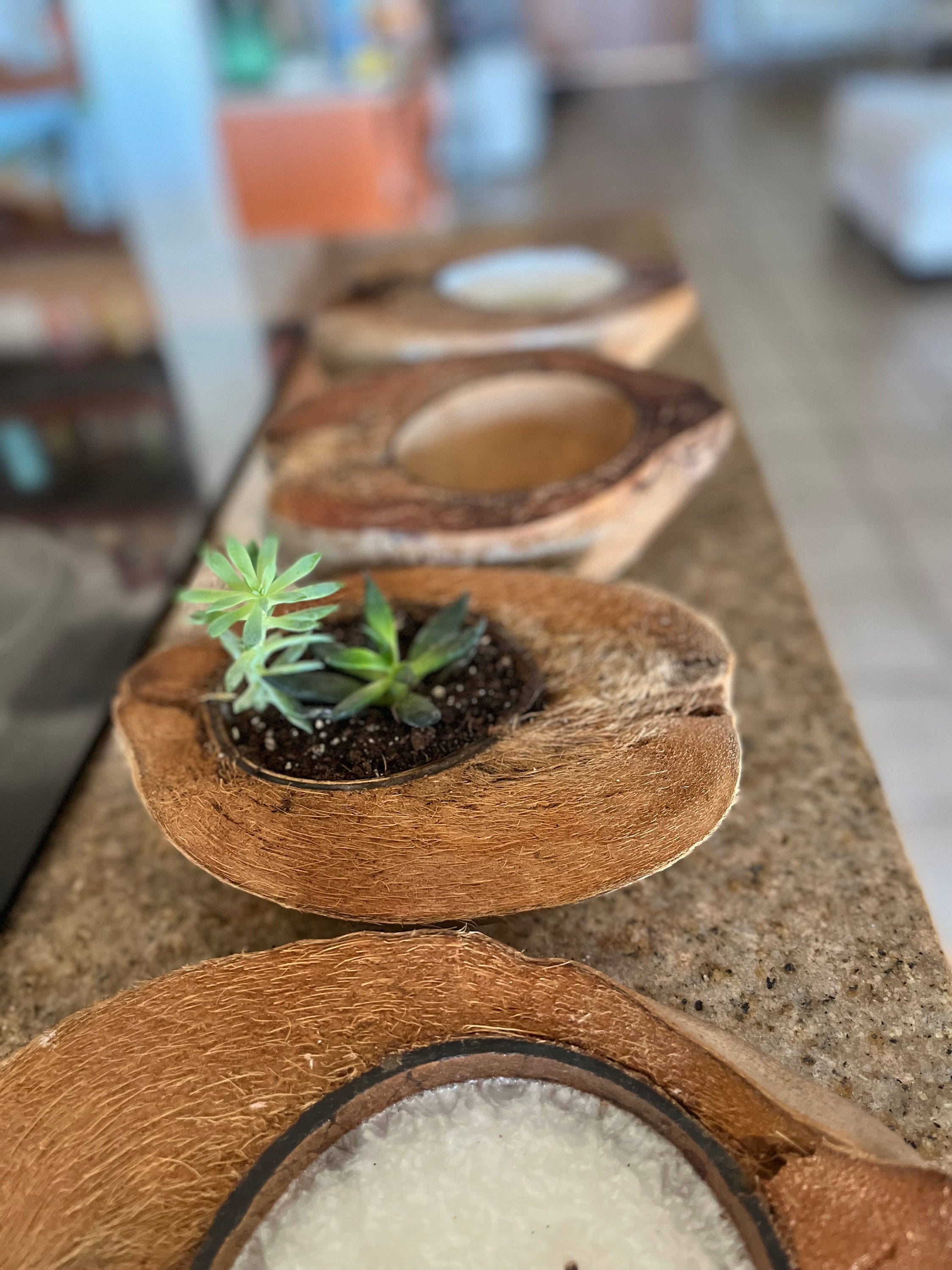 Real Coconut Shell or Coconut Bowl Only | Boho Home Decor Party Gift ...
