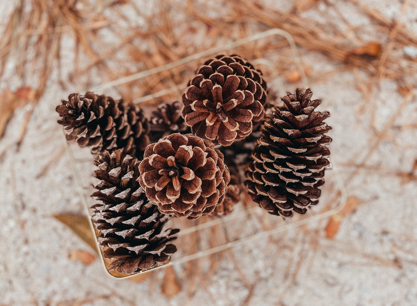 15 Assorted Large, Medium Natural Pine Cones for Crafting Art Projects ...