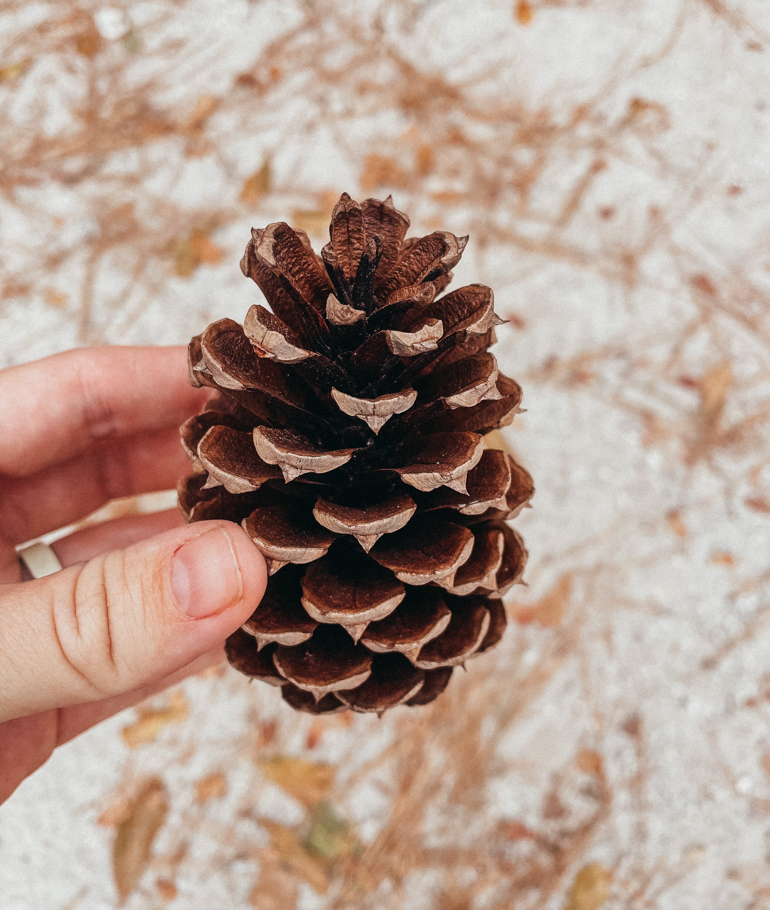 15 Assorted Large, Medium Natural Pine Cones for Crafting Art Projects ...