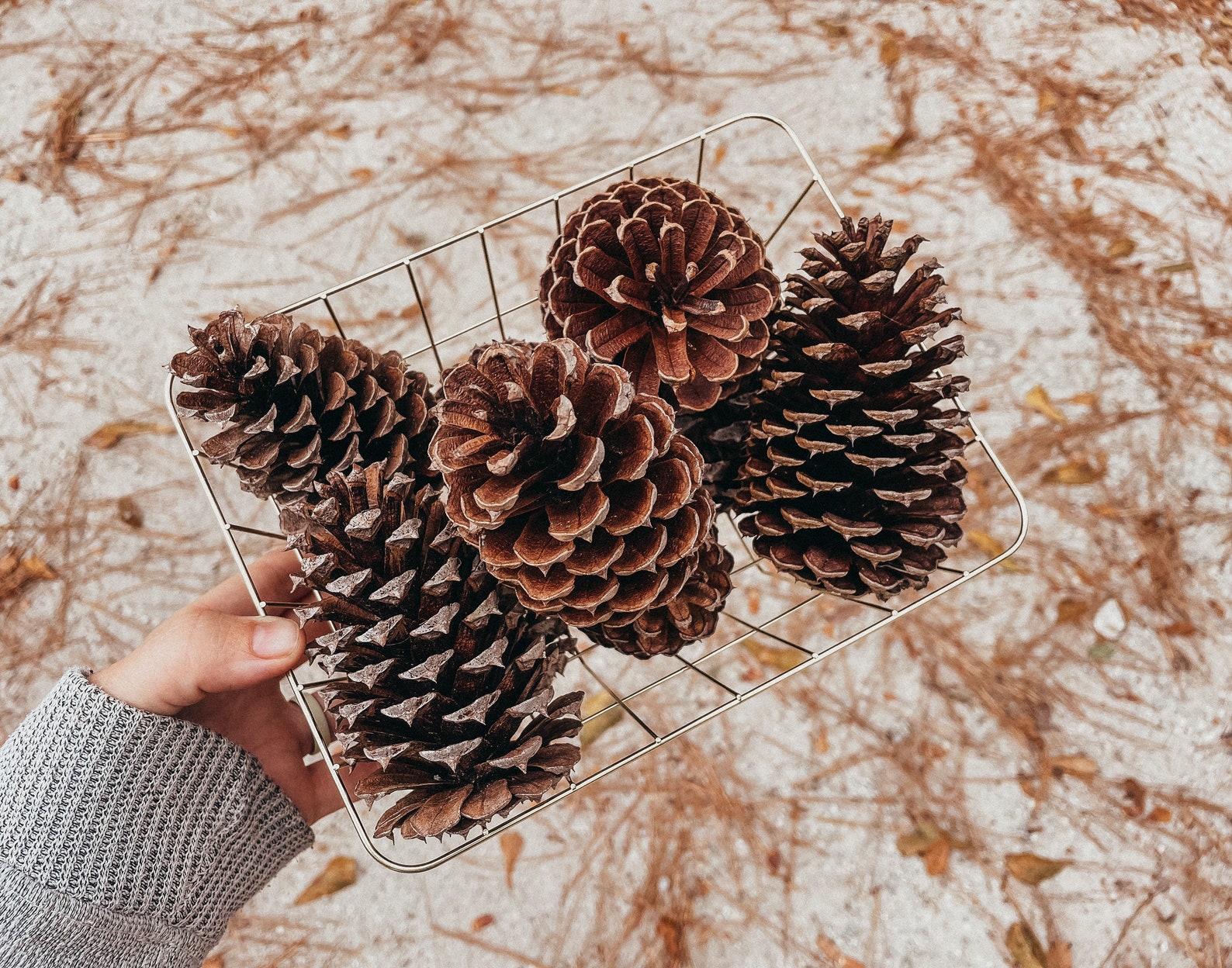 15 Assorted Large, Medium Natural Pine Cones for Crafting Art Projects and Pinecone Decor - Etsy