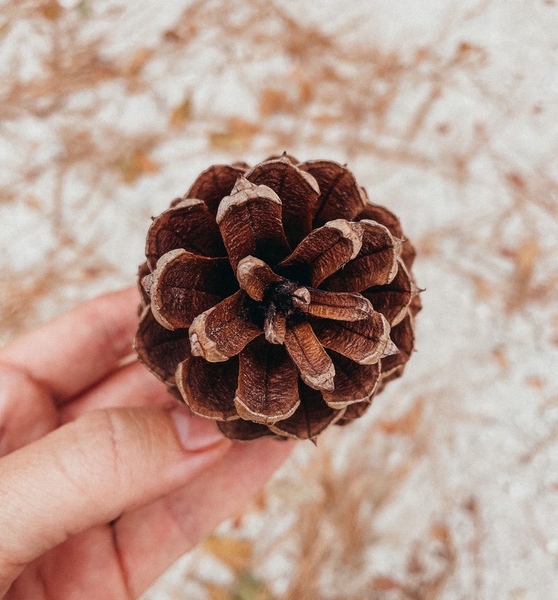 15 Assorted Large, Medium Natural Pine Cones for Crafting Art Projects ...