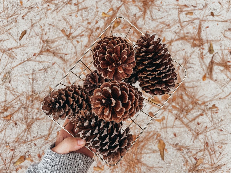 15 Assorted Large, Medium Natural Pine Cones for Crafting Art Projects ...