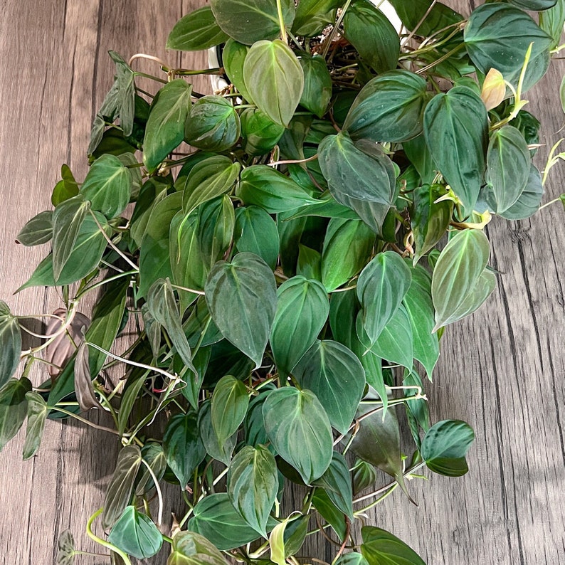 Philodendron Mican Cutting LIVE All Cuttings Require 10 per - Etsy
