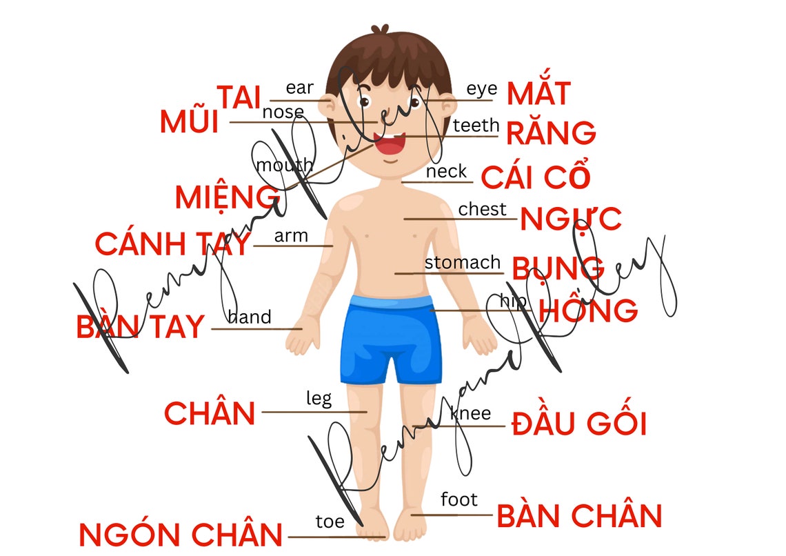 English Vietnamese Communication Board Cards: Visual Aid (digital ...