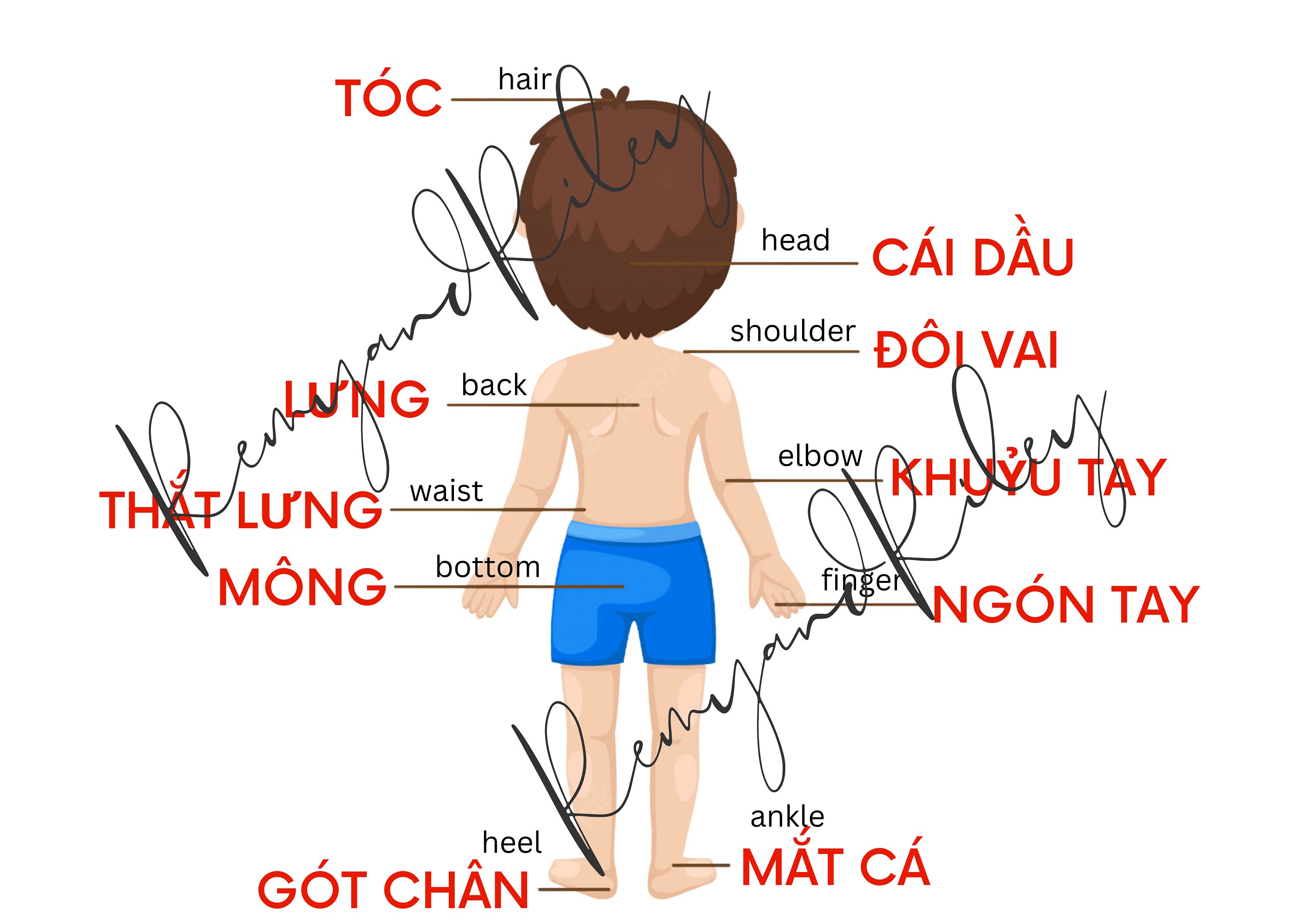 English Vietnamese Communication Board Cards: Visual Aid (digital ...
