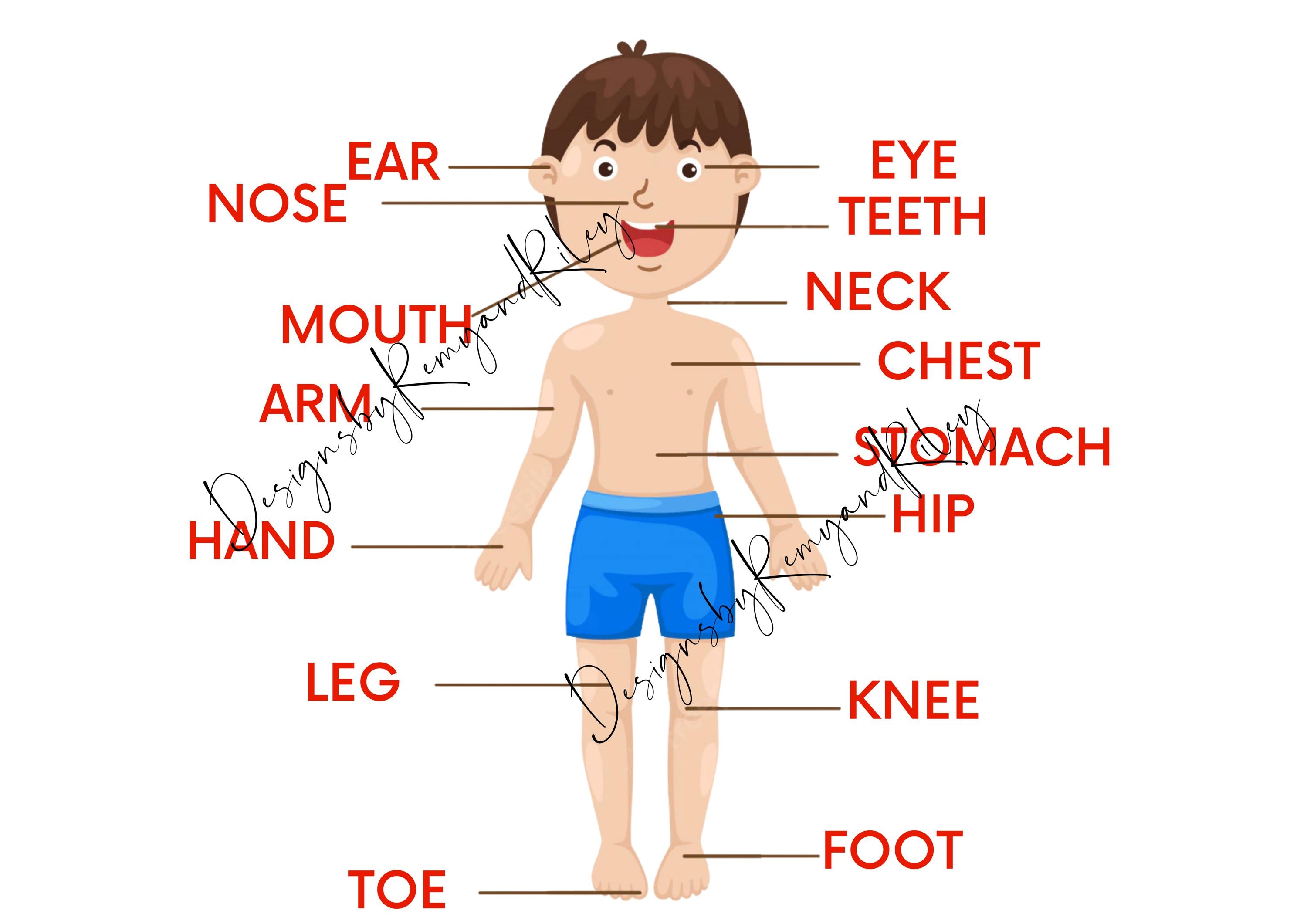 PECS Communication Board Cards: Visual Aid for Nonverbal/autistic ...