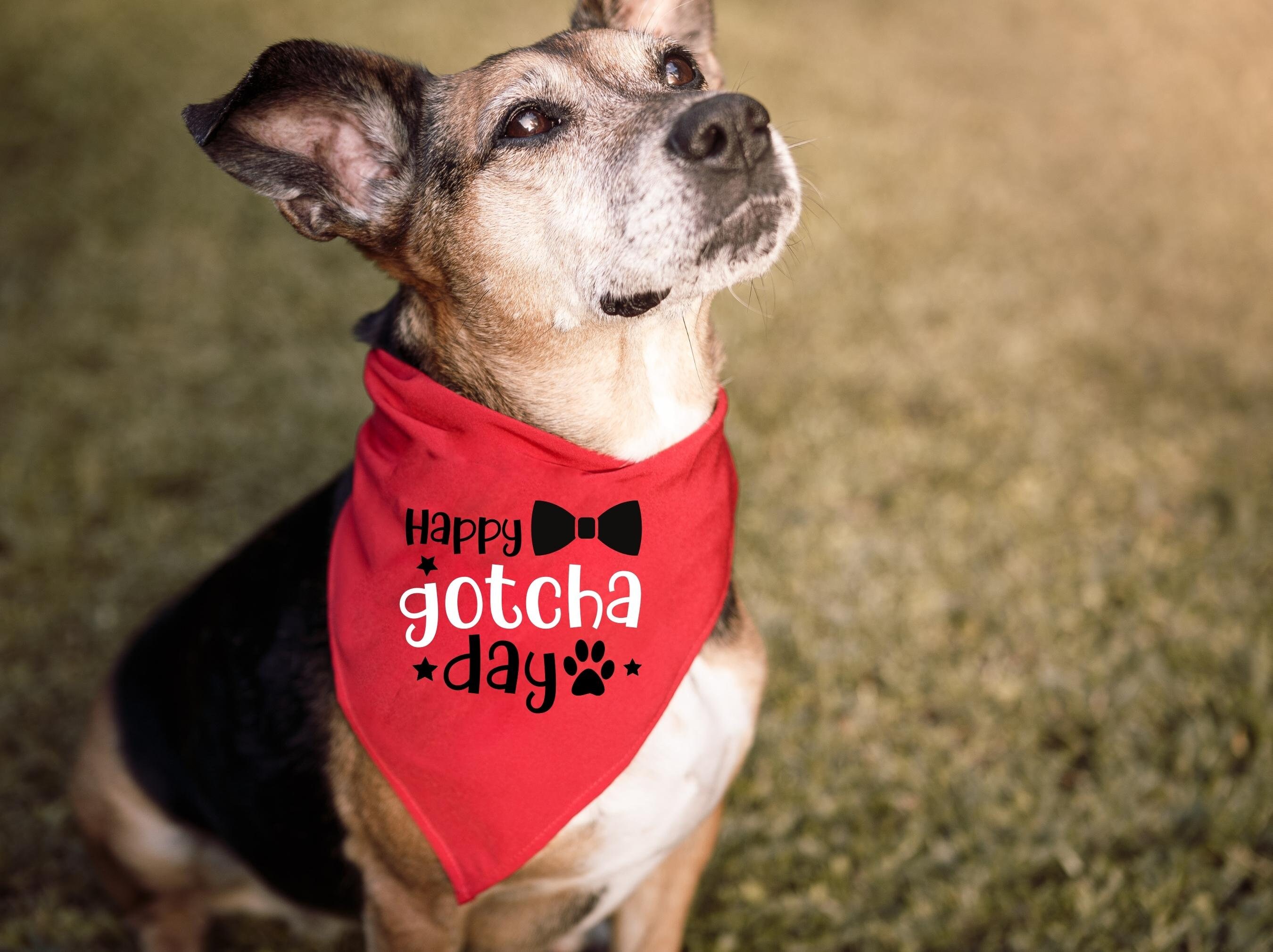 Happy Gotcha Day Dog SVG: Barkday Sign, Cake Topper (digital Download ...