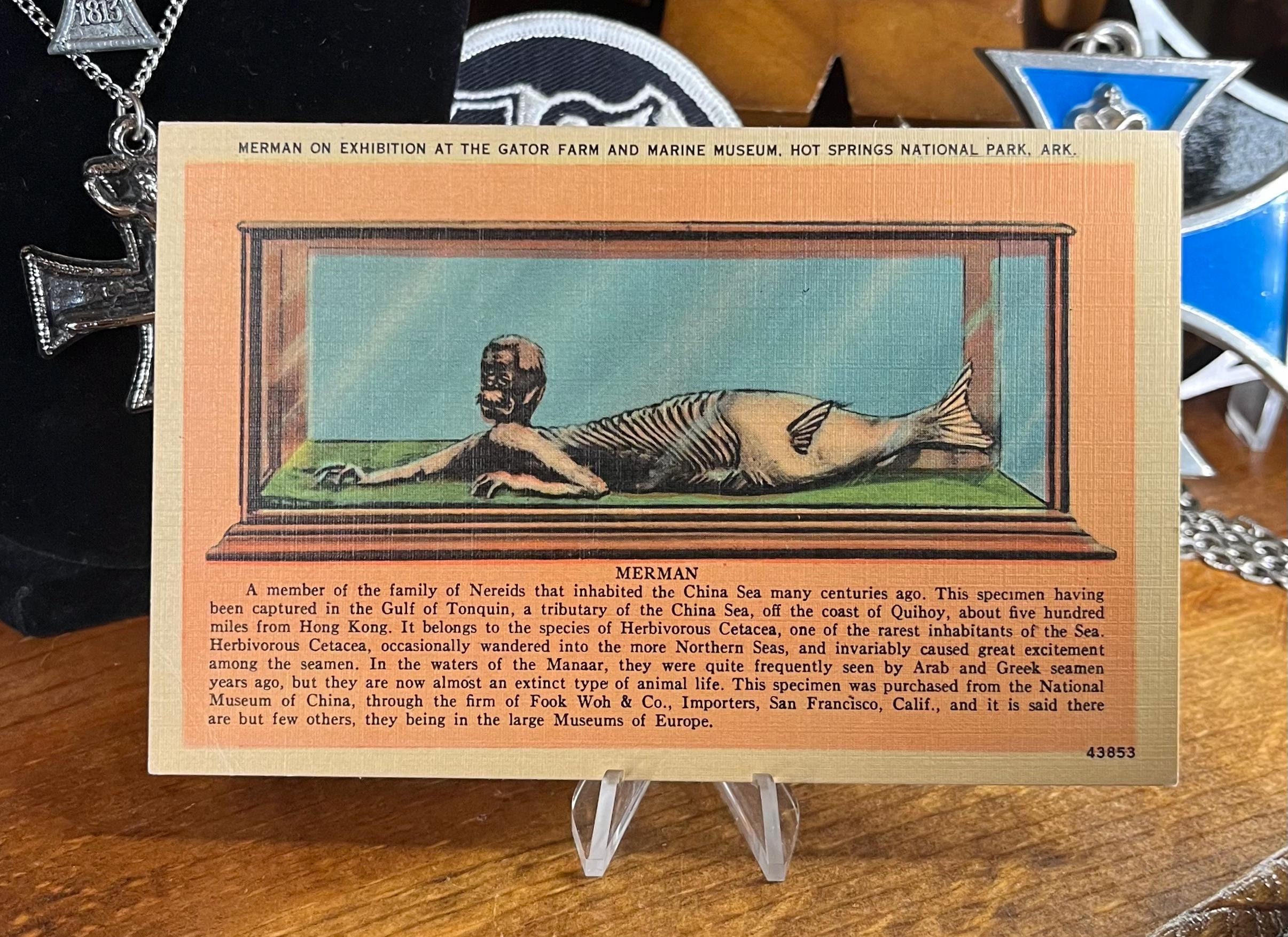 Vintage Fiji Mermaid, Merman Sideshow Gaff Oddity Postcard - Etsy
