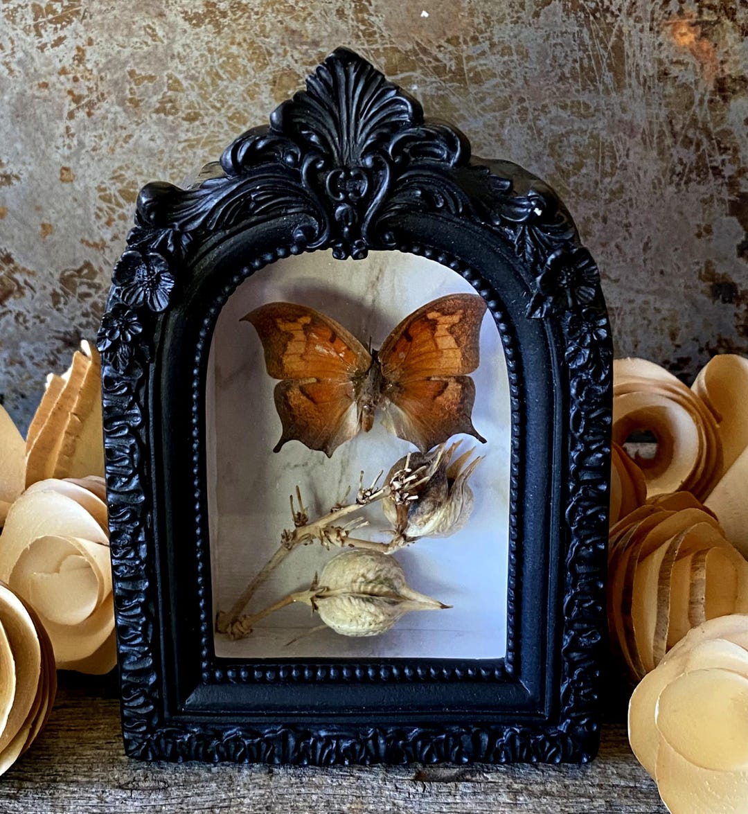Small Gothic Shadowbox With Orange Goatweed Butterfly - Etsy