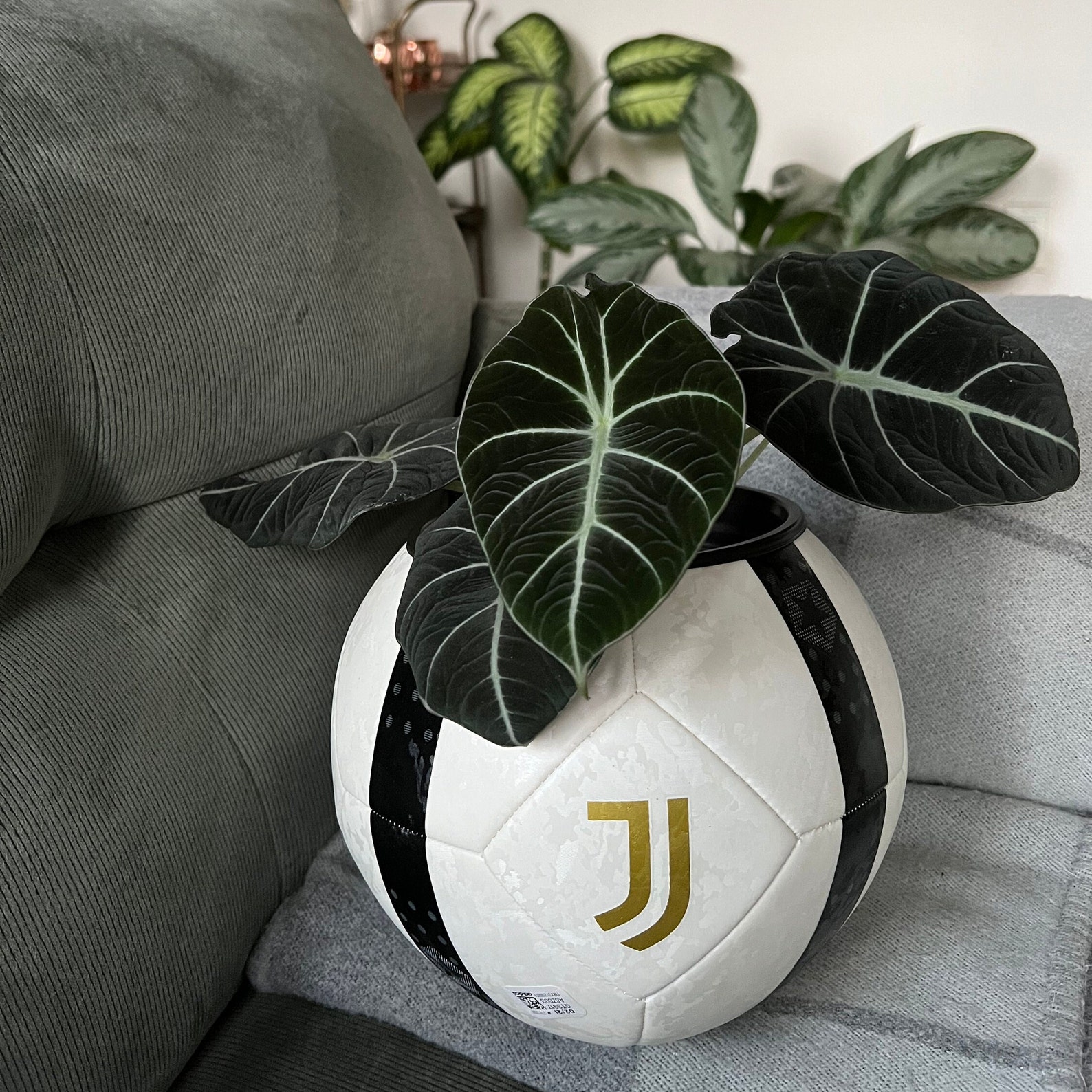 Juventus Soccer Ball Planter 6in Planter Plant Pot - Etsy