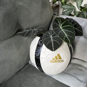 Juventus Soccer Ball Planter 6in Planter Plant Pot - Etsy