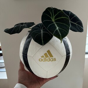Juventus Soccer Ball Planter 6in Planter Plant Pot - Etsy