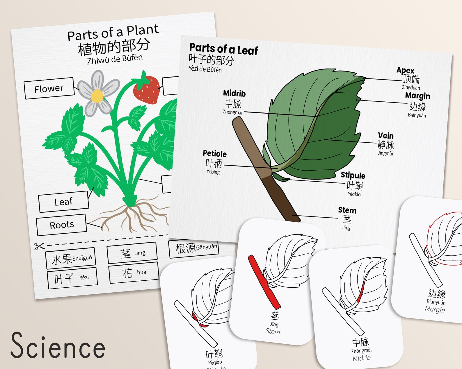Mandarin Chinese Montessori Language Bundle | 120+ Pages of Science ...