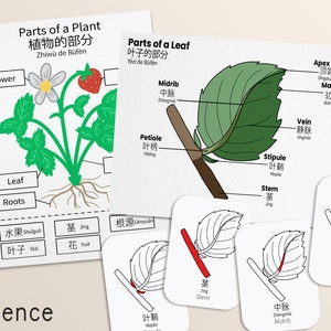Mandarin Chinese Montessori Language Bundle | 120+ Pages of Science ...