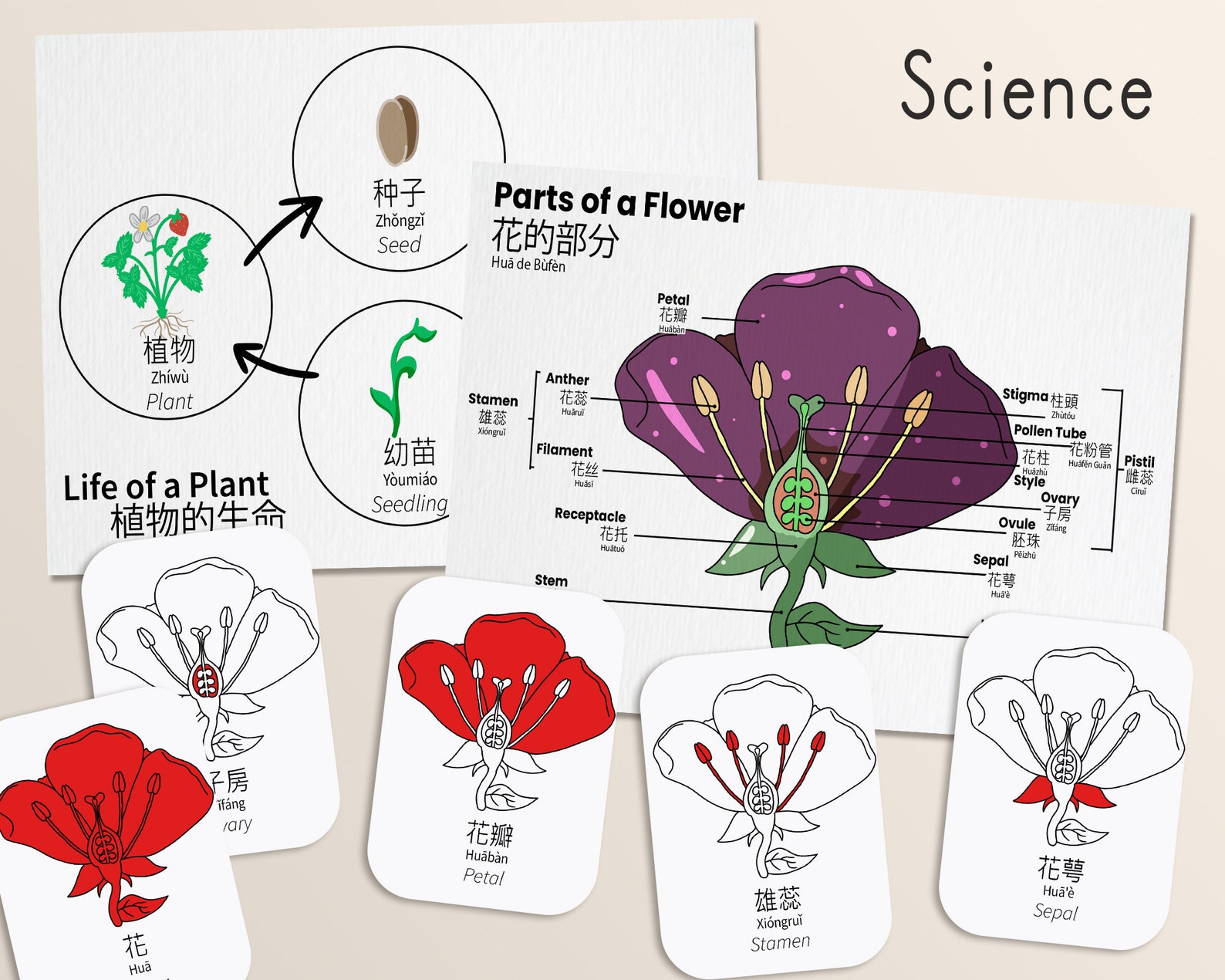 Mandarin Chinese Montessori Language Bundle | 120+ Pages of Science ...