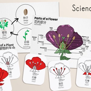 Mandarin Chinese Montessori Language Bundle | 120+ Pages of Science ...
