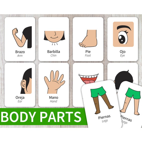 Parts Of The Body In Spanish And English