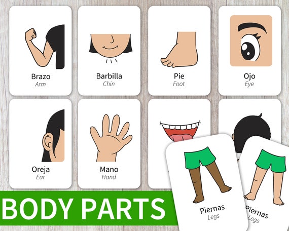 Parts Of The Body In Spanish And English