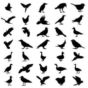 Biblioteca de arte SVG de 759 aves: archivos cortados con láser ...