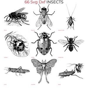 66 SVG Dxf ınsect Bundle for Lightburn Laser Engrave - Dragonfly ...