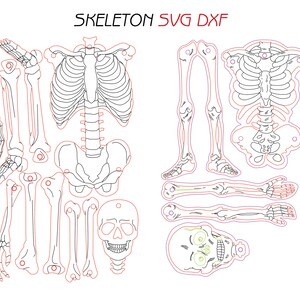 Human Skeleton Laser Cut File: SVG DXF Vector (digital Download) - Etsy