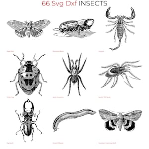 66 SVG Dxf ınsect Bundle for Lightburn Laser Engrave - Dragonfly ...