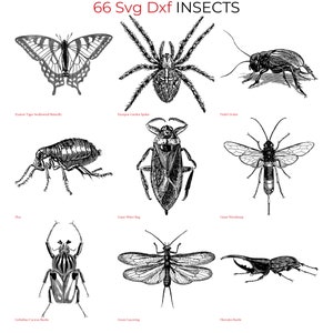 66 SVG Dxf ınsect Bundle for Lightburn Laser Engrave - Dragonfly ...